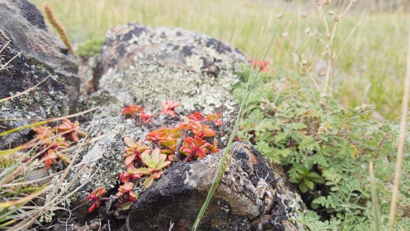 Beautiful Little Red Moss in the Steppe on the Rocks. Summer in the ...