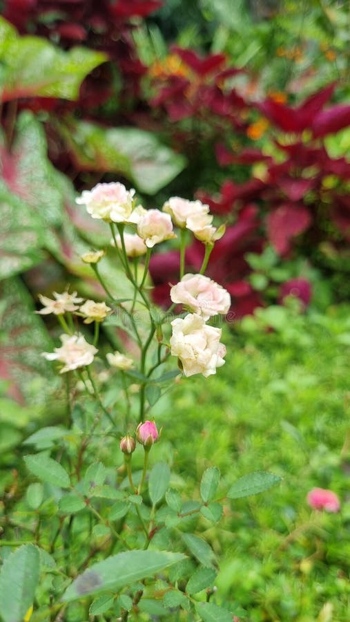 Beautiful little rose stock image. Image of rose, produce - 268404037