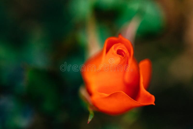 Beautiful Little Rose Closeup in the Garden Stock Photo - Image of ...