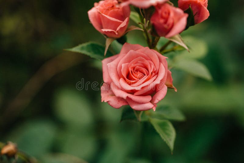 Beautiful Little Rose Closeup in the Garden Stock Image - Image of ...