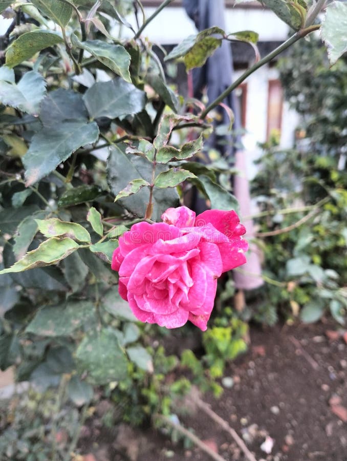 Beautiful Little Roses Growing Wild in the Yard Stock Photo - Image of ...