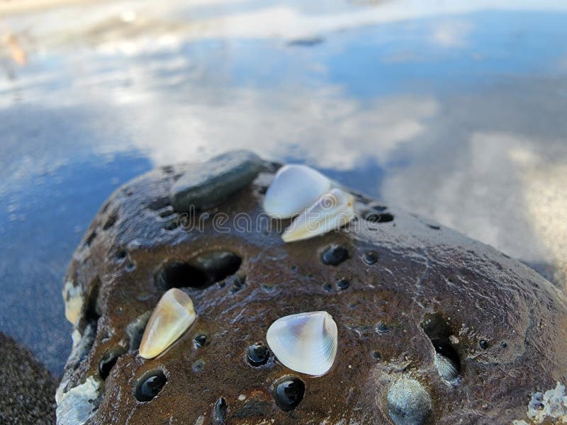Beautiful Little Sea Shells on the Rock Stock Image - Image of ...