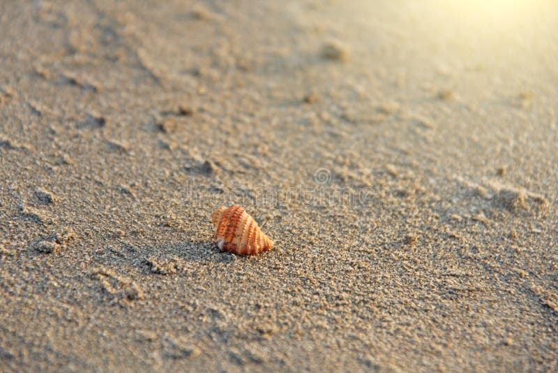 Beautiful Little Shell Lies on the Sea Sand Stock Image - Image of ...