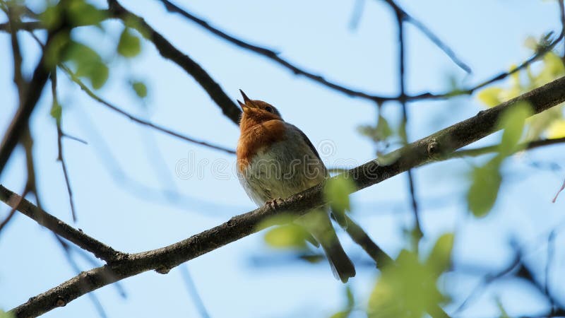 Singing Robin Redbreast on a Tree Branch Stock Photo - Image of finch ...