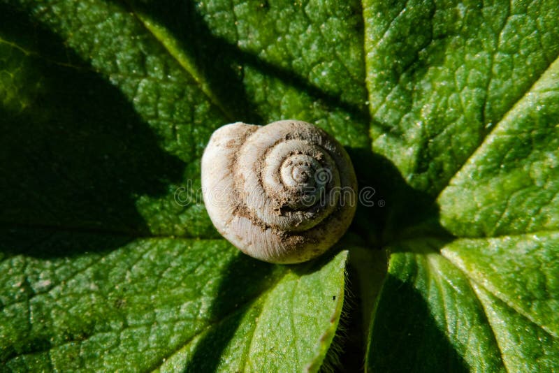 Beautiful Little Snail Shell on a Large Leaf Stock Image - Image of ...