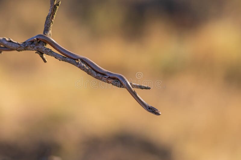 Beautiful Little Snake Collared Snake - Natrix Natrix. Wild Photo Stock ...