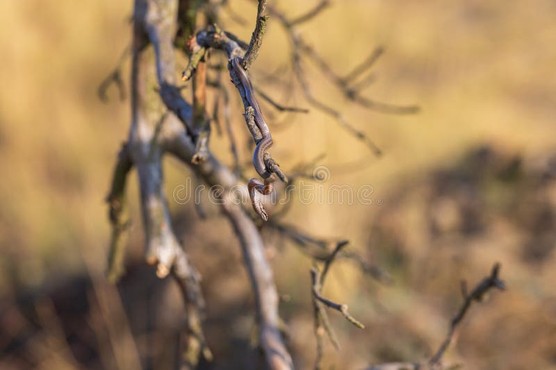 Beautiful Little Snake Collared Snake - Natrix Natrix. Wild Photo Stock ...