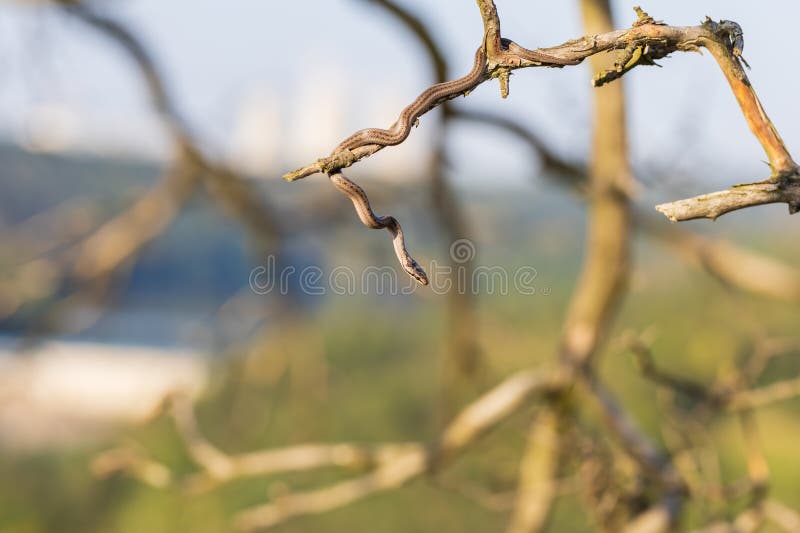 Beautiful Little Snake Collared Snake - Natrix Natrix. Wild Photo Stock ...