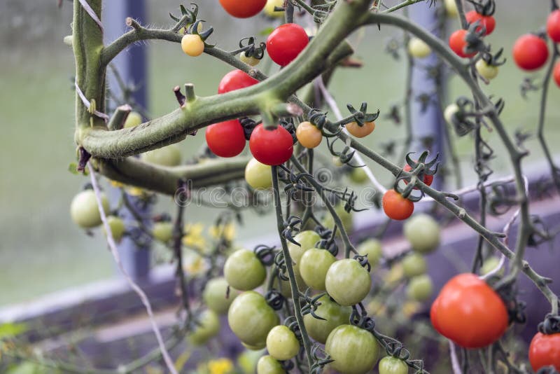 Beautiful Little Tomatoes Grow on Branches in a Greenhouse Stock Photo ...