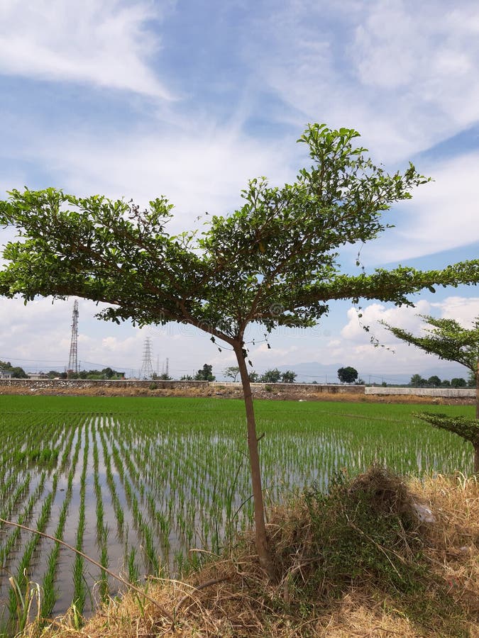 A Beautiful Little Tree with Branches that Resemble Umbrellas and Small ...