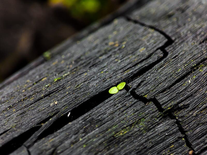 A Beautiful Little Tree in the Crack of a Charcoal Crack Stock Photo ...