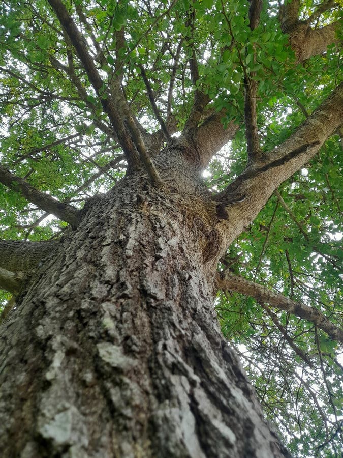 A Beautiful Little Tree Growing in the Forest Stock Photo - Image of ...
