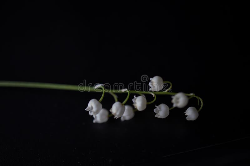 Little White Lily of the Valley Sprig on a Black Smooth Background ...