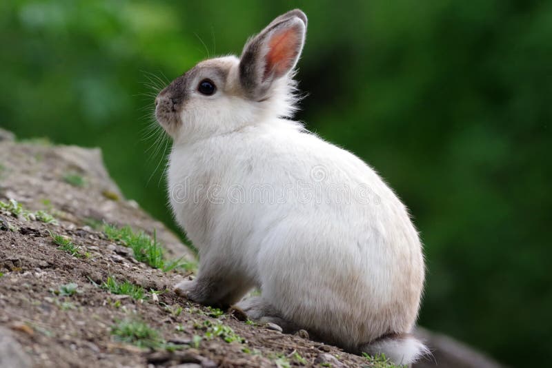 Beautiful Little White Rabbit Stock Image - Image of white, brown ...