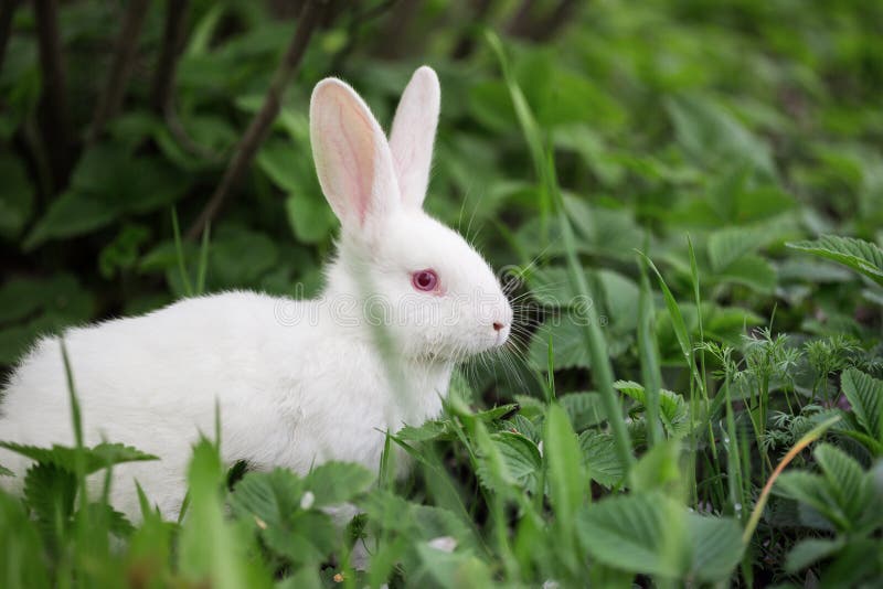 Beautiful Little White Rabbit in the Grass Stock Photo - Image of happy ...