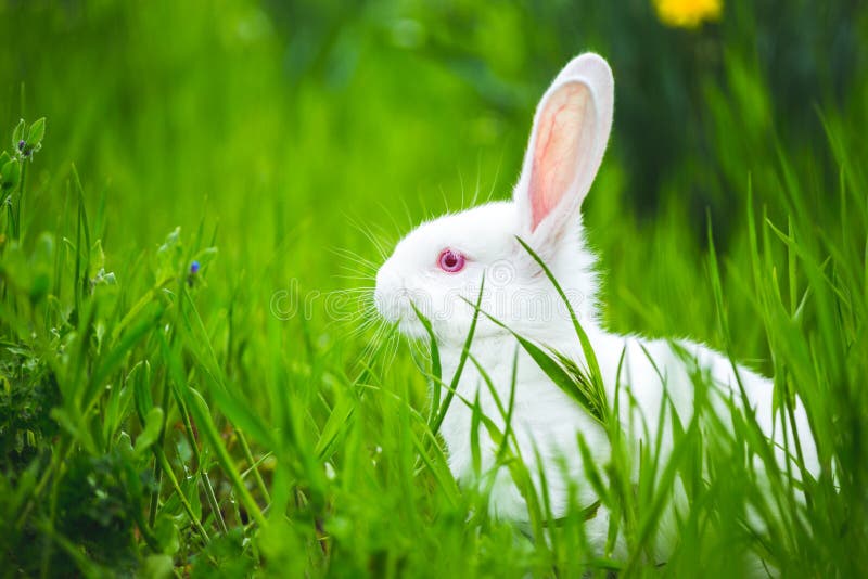 Beautiful Little White Rabbit in the Grass Stock Image - Image of ...