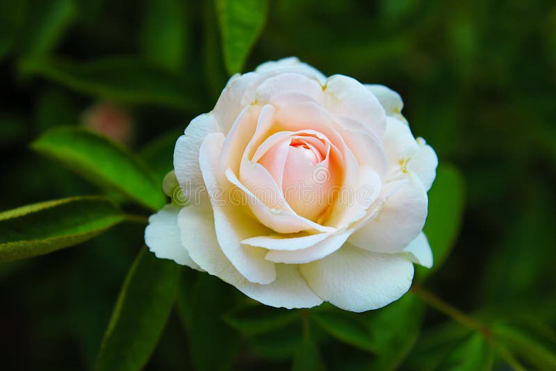 Beautiful Little White Roses Stock Photo - Image of fresh, agriculture ...
