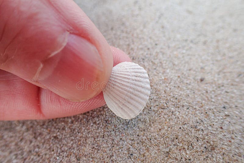 Little White Sea Shell Held in Hands on a Beach Stock Photo - Image of ...