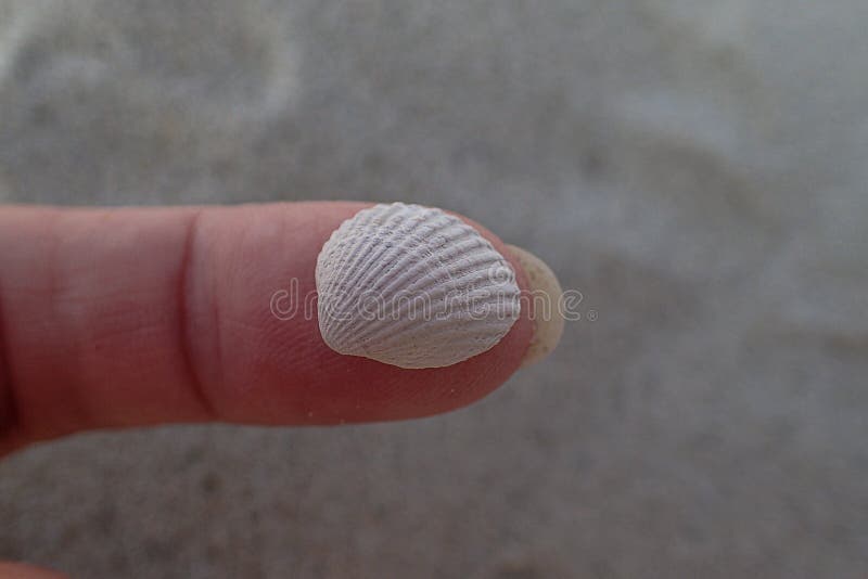 Little White Sea Shell Held in Hands on a Beach Stock Image - Image of ...