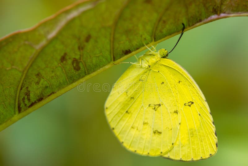 Beautiful Little Yellow Butterfly Stock Photo - Image of leaf, beauty ...