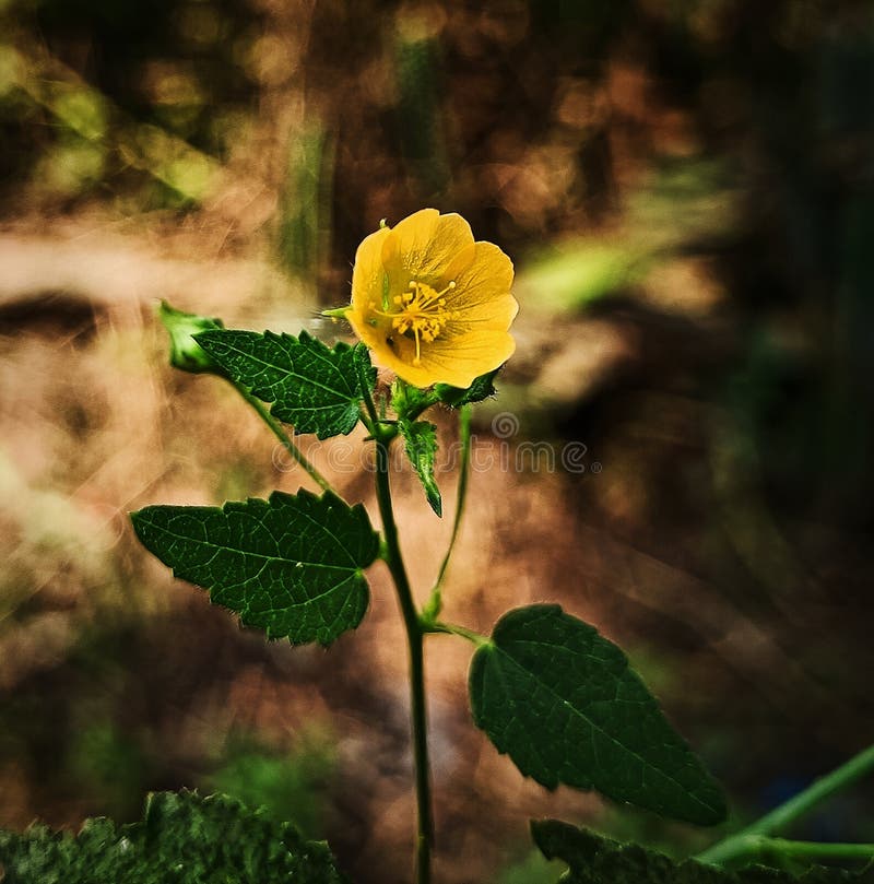 Beautiful Little Yellow Flower Stock Photo - Image of flower, blossom ...