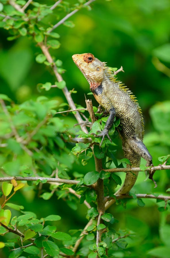 Beautiful lizard stock photo. Image of lush, lanka, wildlife - 28339114