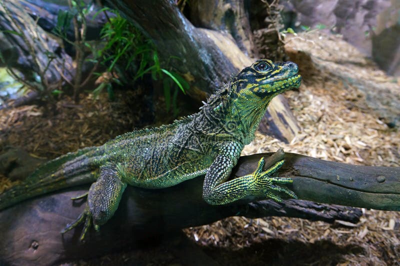 Beautiful lizard stock photo. Image of habitat, danger - 28596060