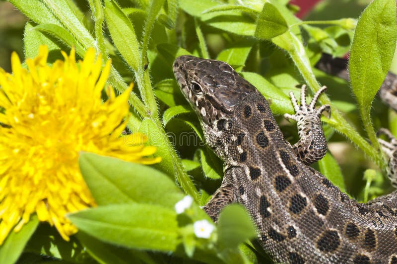 Beautiful Lizard on Flowers Stock Image - Image of crawling, green ...