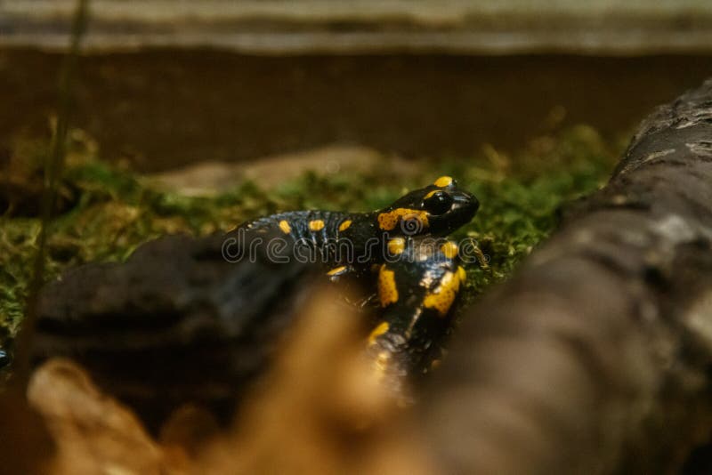 Beautiful Lizard in the Grass Common Fire Salamander Stock Image ...