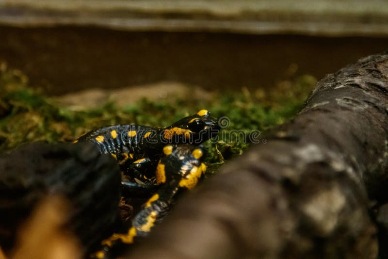 Beautiful Lizard in the Grass Common Fire Salamander Stock Photo ...
