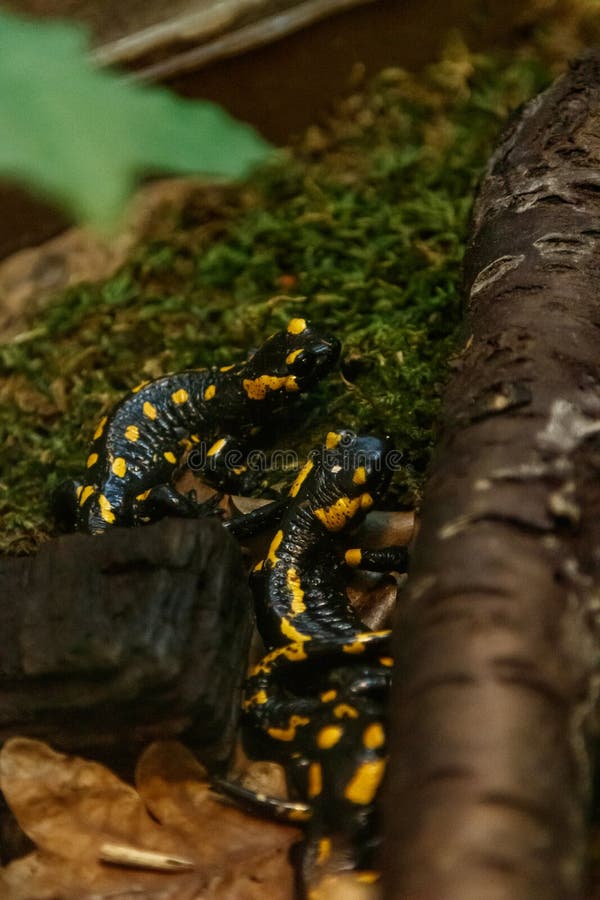 Beautiful Lizard in the Grass Common Fire Salamander Stock Photo ...