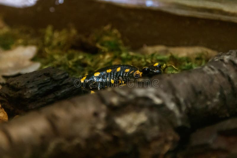 Beautiful Lizard in the Grass Common Fire Salamander Stock Image ...