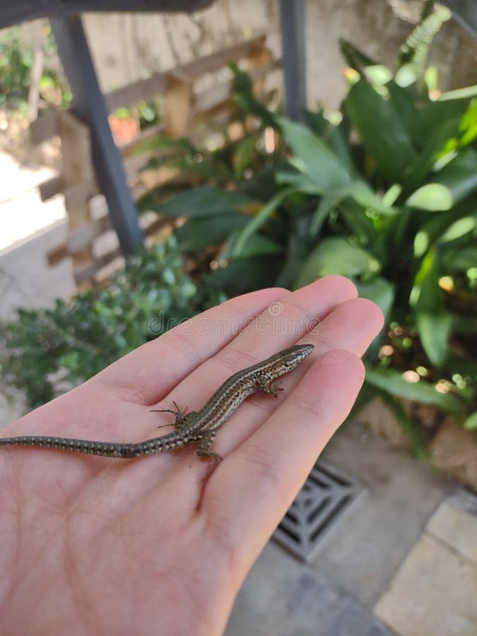 Beautiful Lizard in the Hand of a Person Looking Forward. Stock Image ...