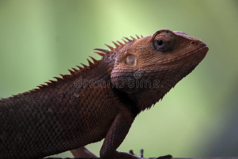 The beautiful lizard stock image. Image of reptile, beautiful - 221282041