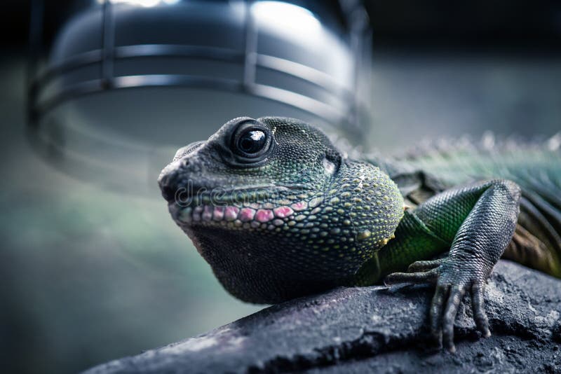 Beautiful Lizard is in Its Natural Environment Stock Photo - Image of ...