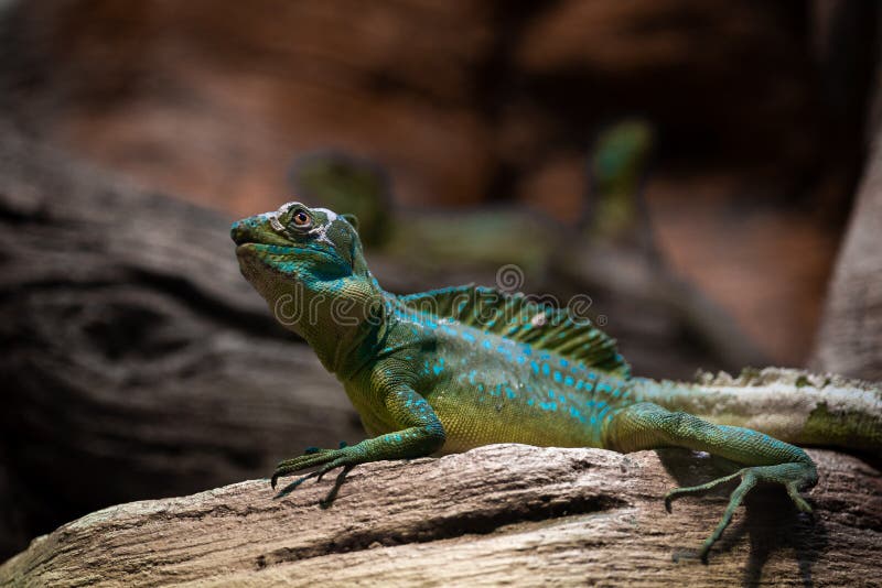 Beautiful Lizard is in Its Natural Environment Stock Photo - Image of ...