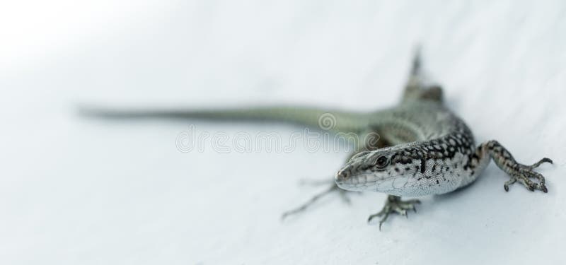 Beautiful Lizard in Macro on the Floor of the Pool Stock Image - Image ...