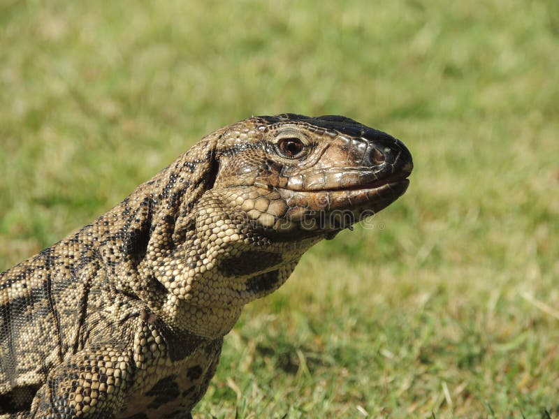 Lizard in field stock image. Image of frog, toad, possing - 206498489