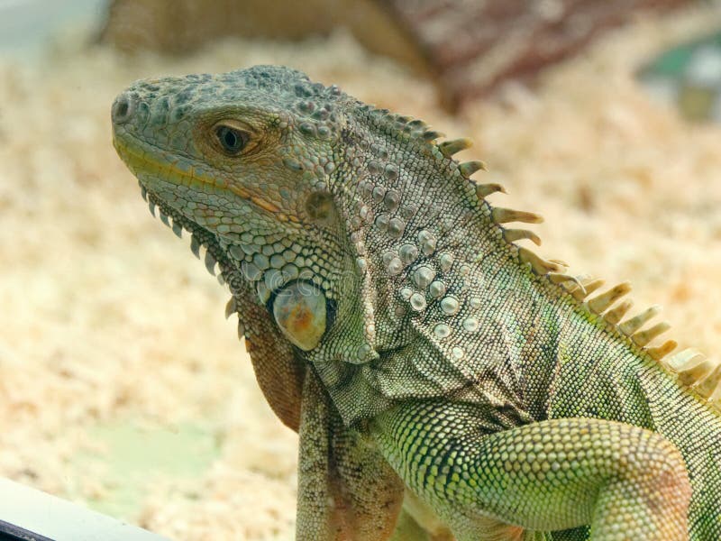 Beautiful Lizard Scaly with a Tail Green Stock Photo - Image of cute ...