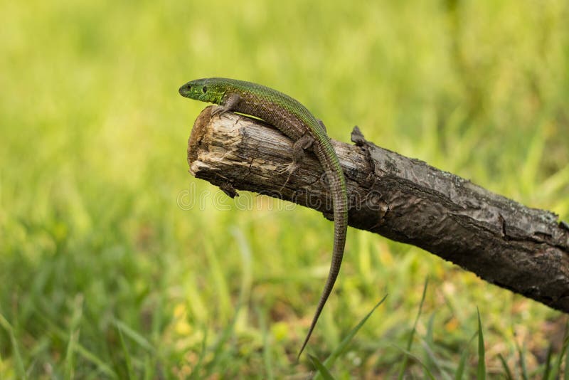 Beautiful lizard . stock photo. Image of nature, european - 52783612
