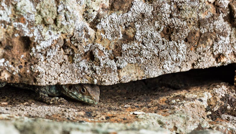 Beautiful lizard on stone stock photo. Image of australian - 185608788