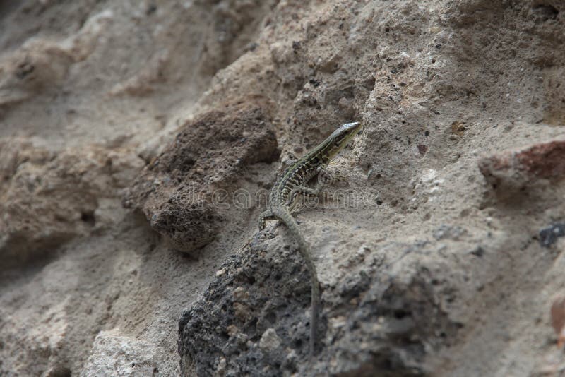 Beautiful Lizard among the Stones in Summer Stock Photo - Image of ...