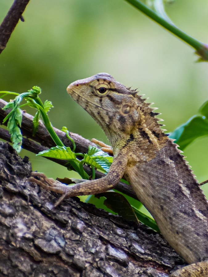 Beautiful Lizard stock image. Image of beautiful, nature - 233903517