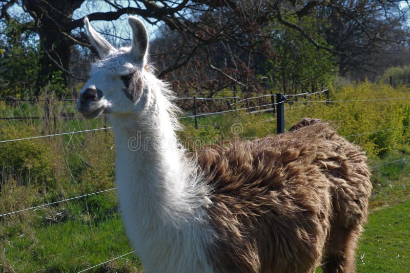 Beautiful Llama in a Field in Summer. Stock Photo - Image of standing ...