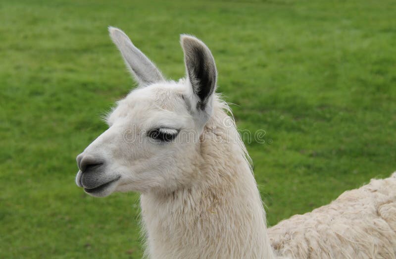 Beautiful Llama. stock photo. Image of countryside, farming - 31739228