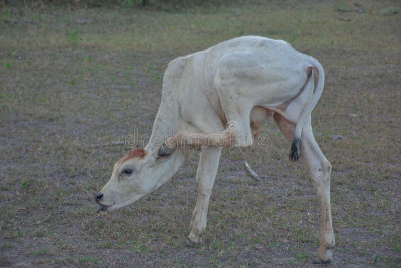 Beautiful local cows stock photo. Image of camera, droplet - 133473510