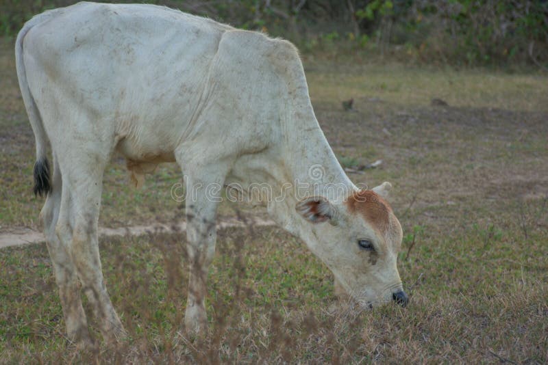 Beautiful local cows stock photo. Image of droplet, life - 133474208