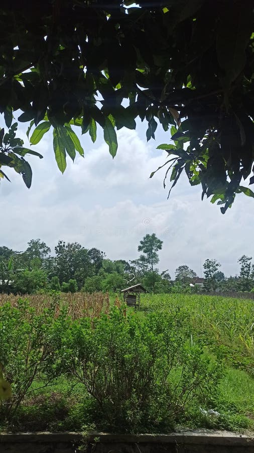 Beautiful Local Rice Field stock image. Image of flower - 262406681