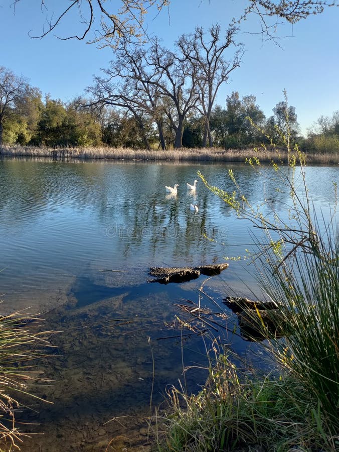 Beautiful Lodi Lake 2021 stock image. Image of 2021 - 218579289