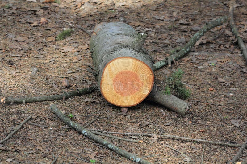 Beautiful Log in the Forest Stock Image - Image of beautiful, europe ...